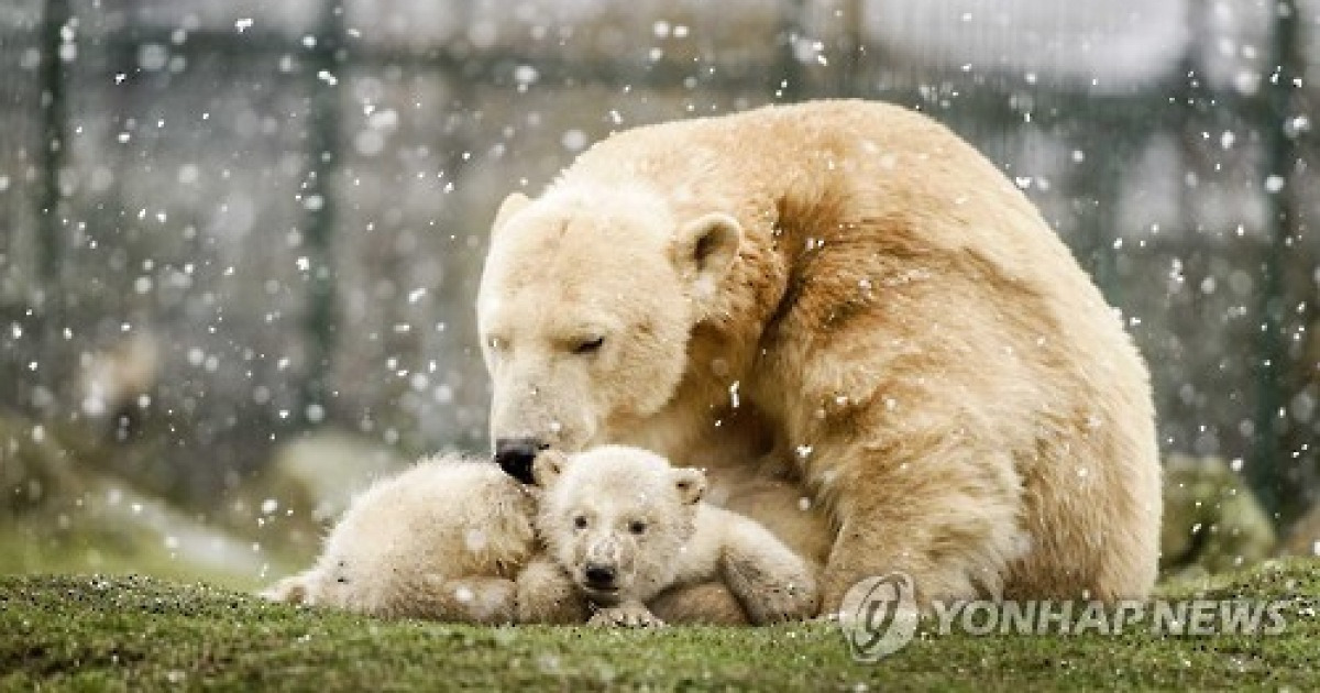 NETHERLANDS POLAR BEAR