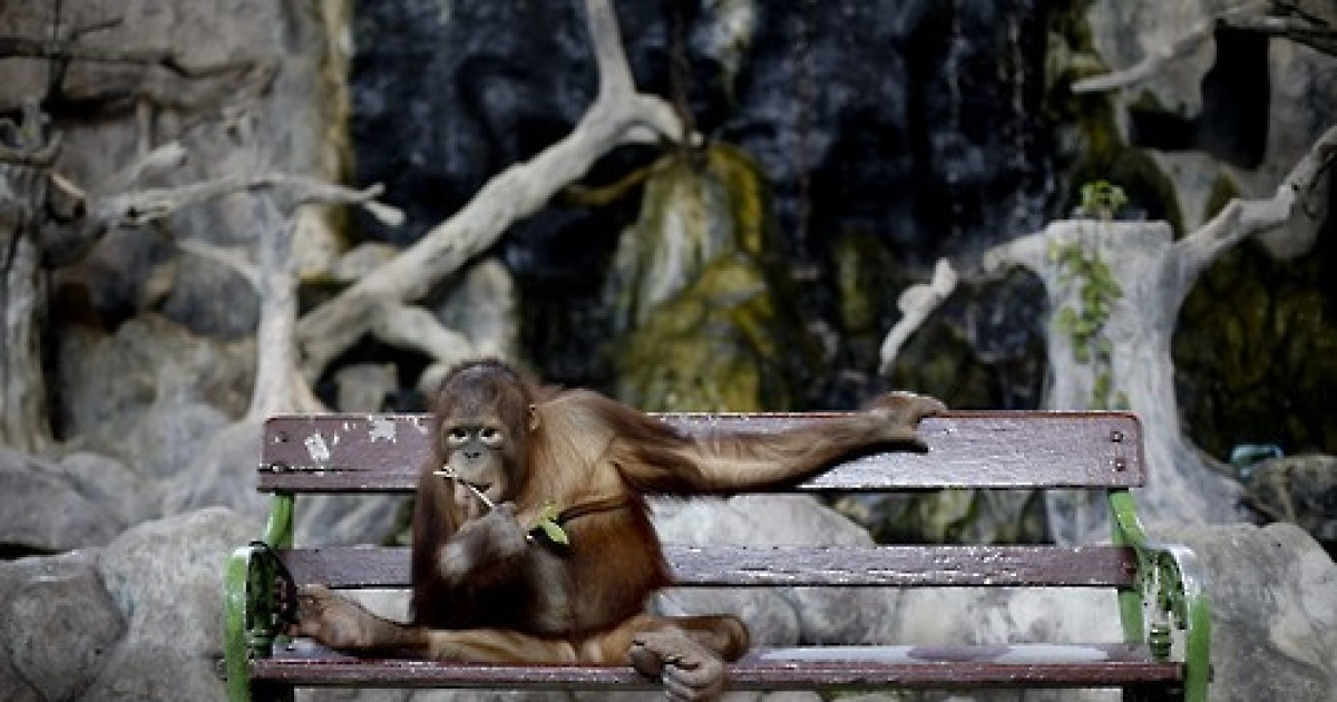THAILAND ORANGUTANS