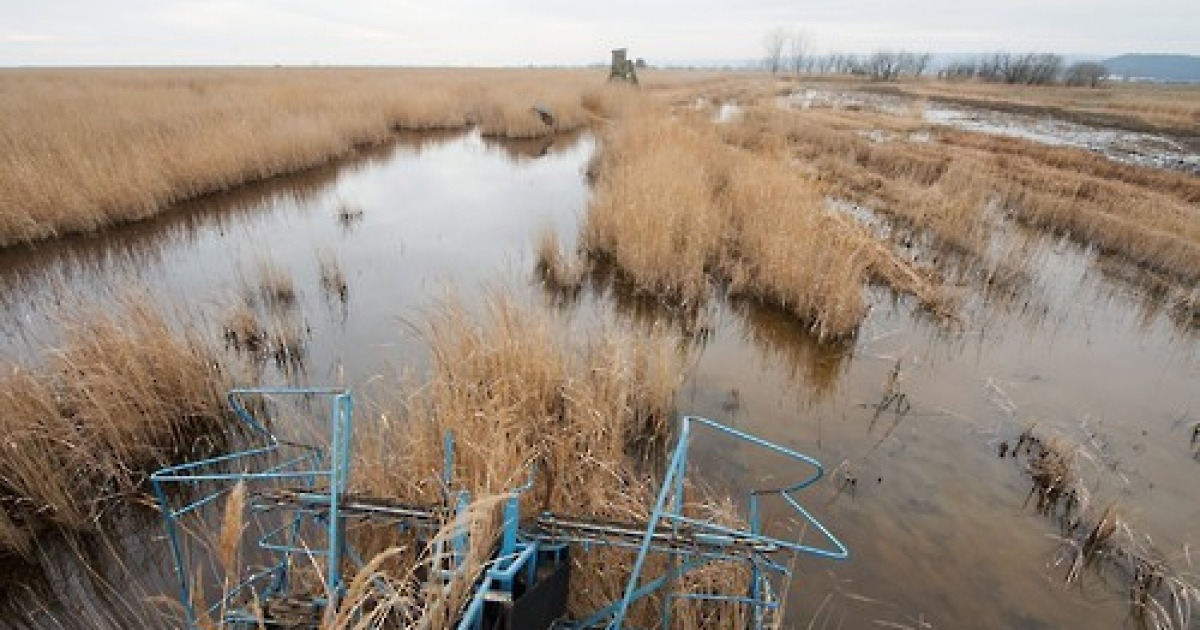 AUSTRIA FARMER REED HARVEST