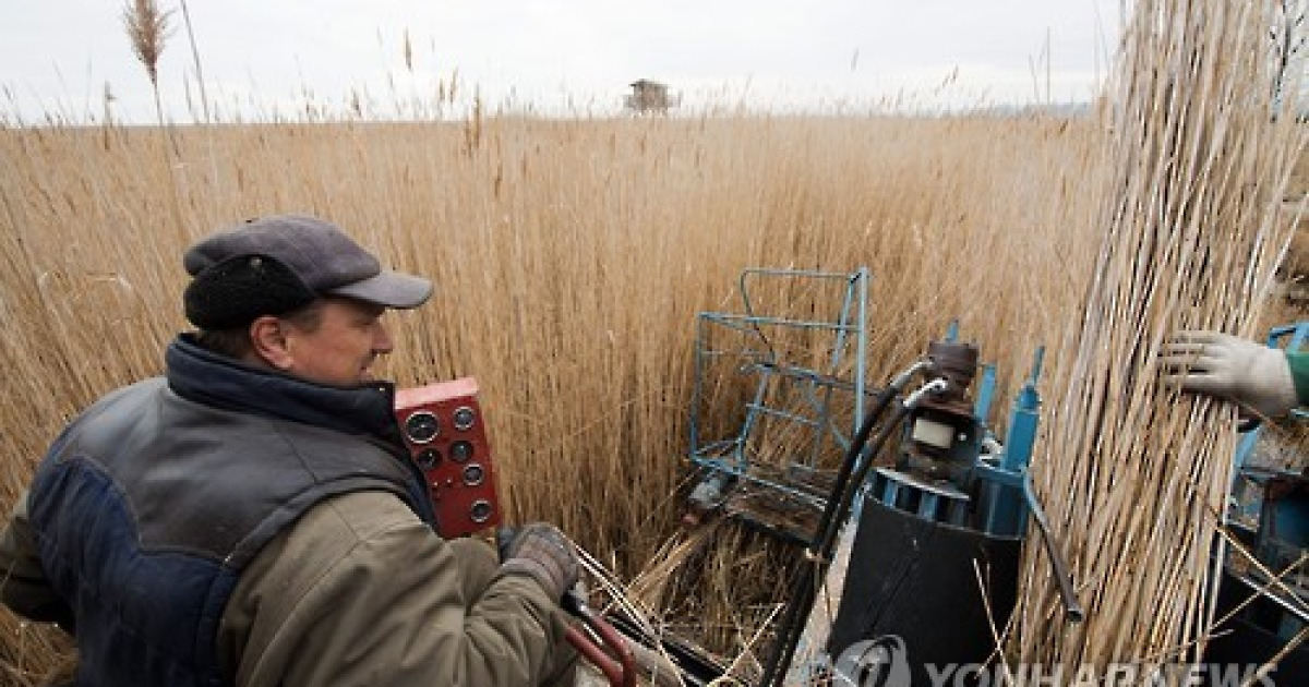 AUSTRIA FARMER REED HARVEST
