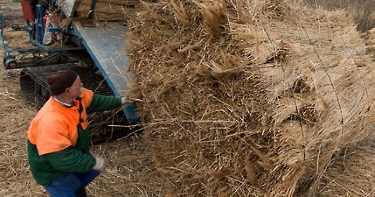 AUSTRIA FARMER REED HARVEST