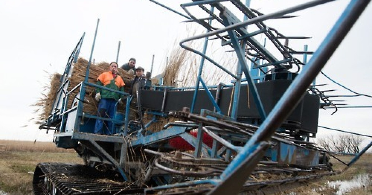 AUSTRIA FARMER REED HARVEST