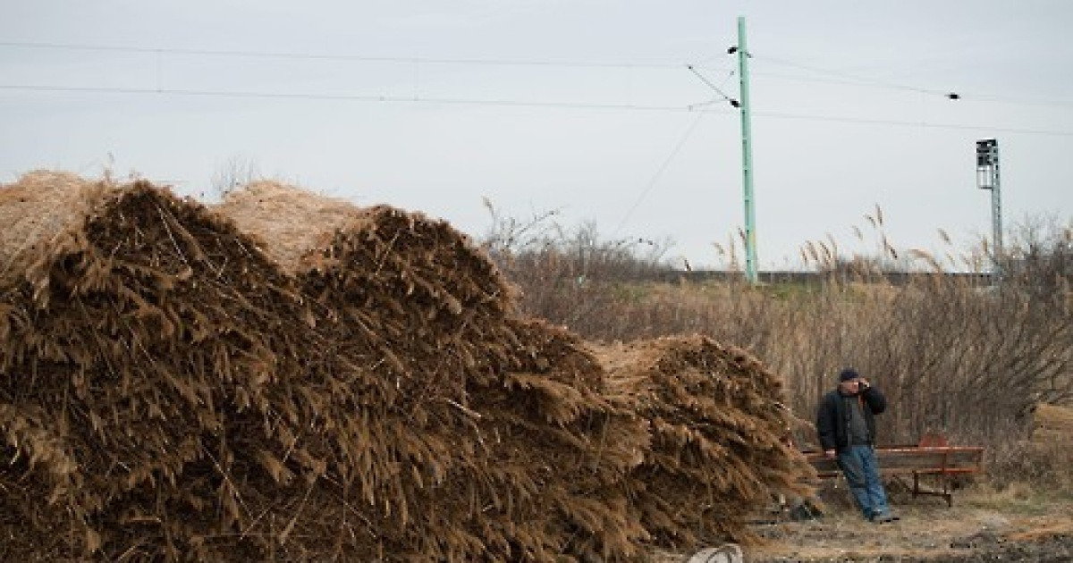 AUSTRIA FARMER REED HARVEST
