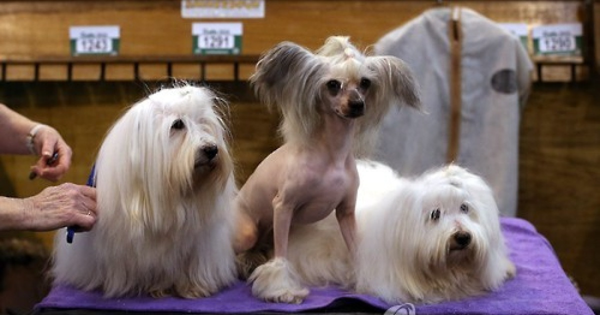 BRITAIN CRUFTS DOG SHOW