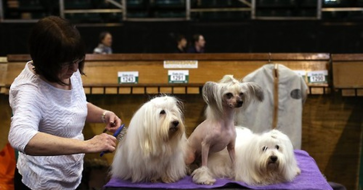 BRITAIN CRUFTS DOG SHOW