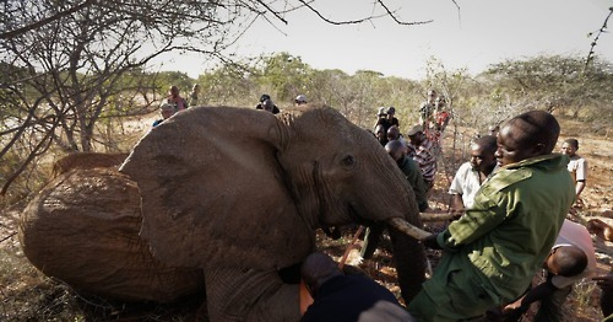 epaselect KENYA ELEPHANT COLLARING