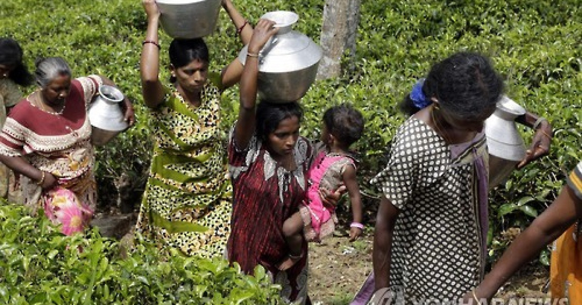 SRI LANKA PLANTATION WORKERS