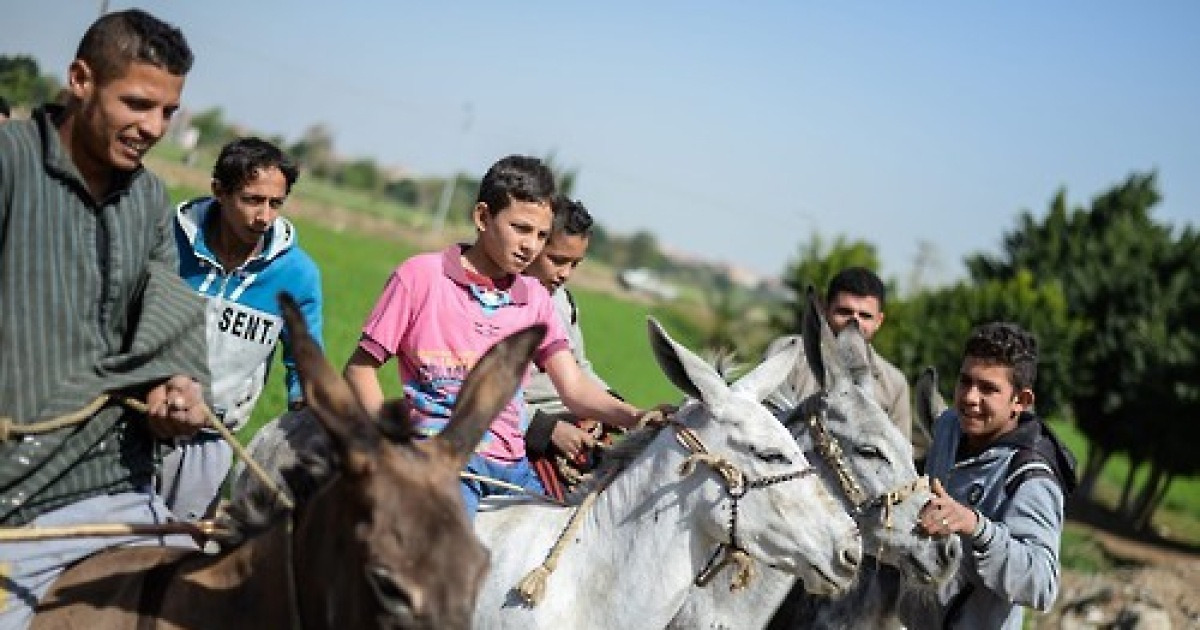 EGYPT DONKEY RACE
