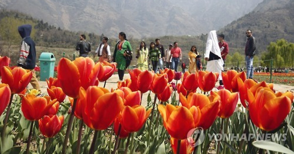 INDIA KASHMIR TULIP BLOOM