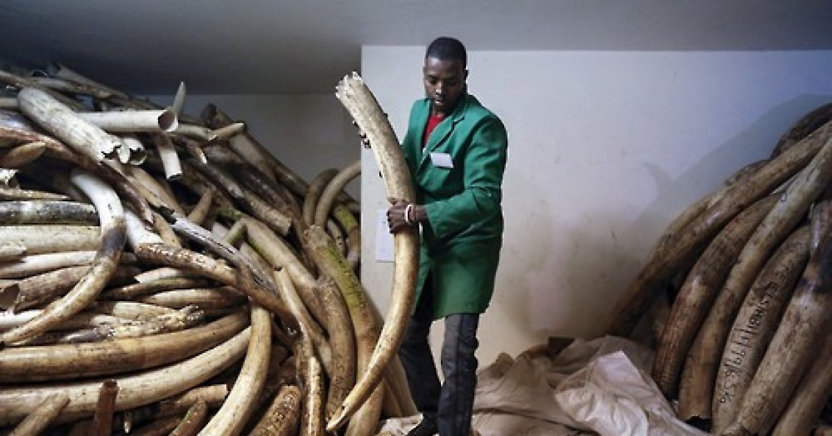 KENYA IVORY BURNING