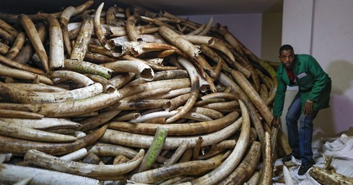 KENYA IVORY BURNING