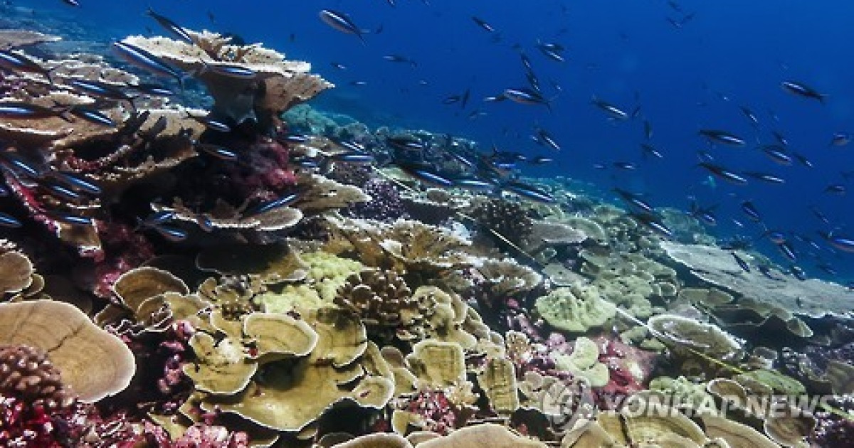 Coral Death