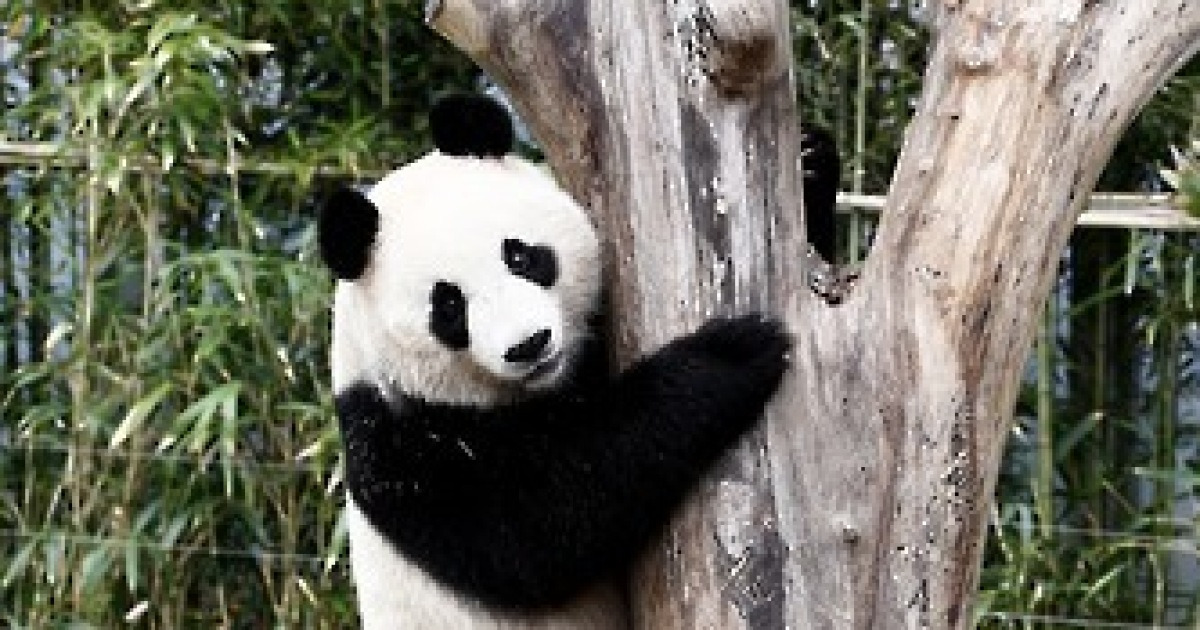 SOUTH KOREA ANIMALS PANDAS