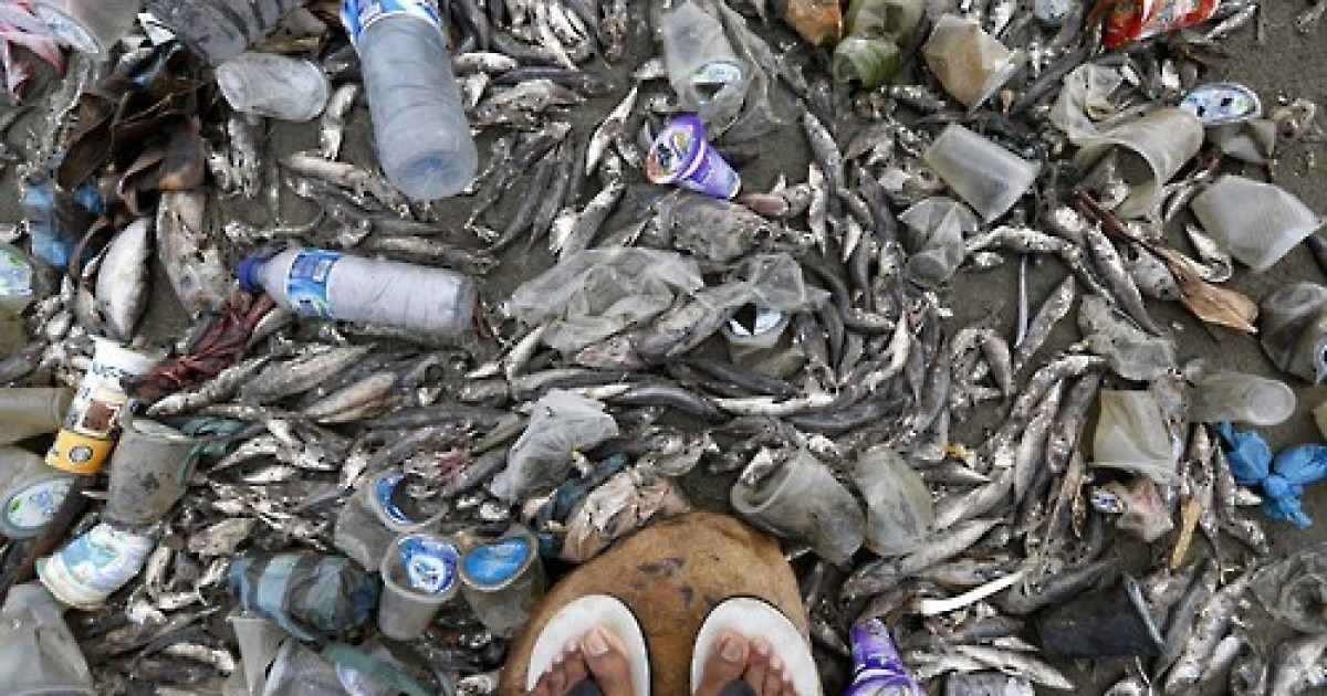 INDONESIA ACEH DUMP FISH