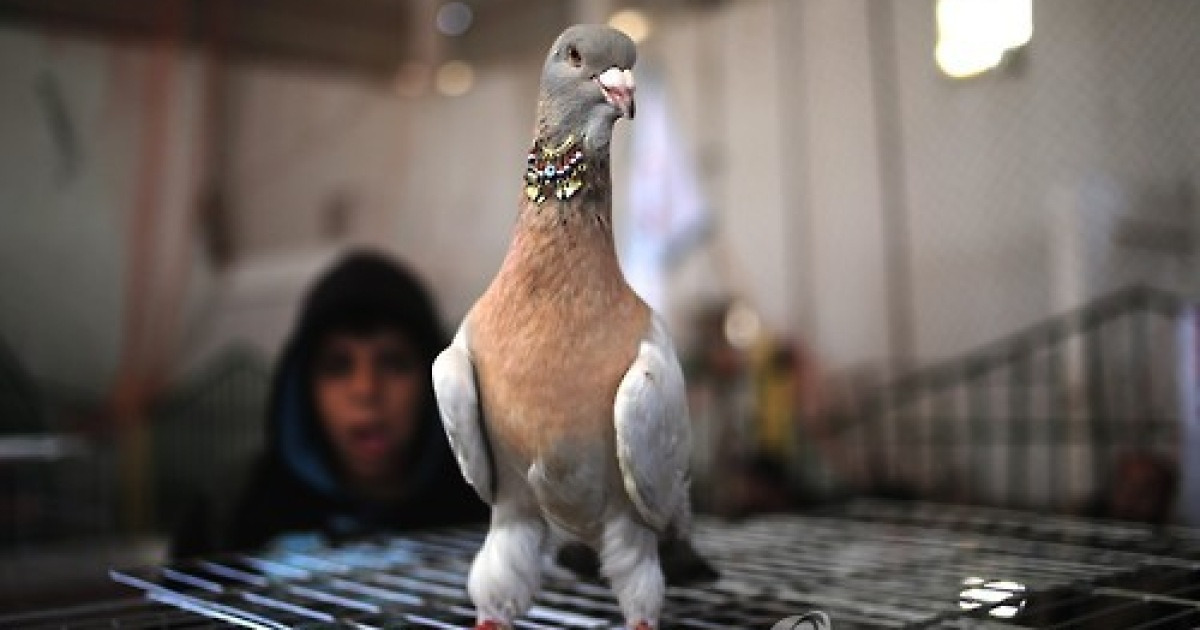 MIDEAST ISRAEL PALESTINIANS GAZA PIGEONS EXHIBITITION