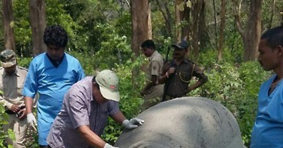 INDIA POACHING