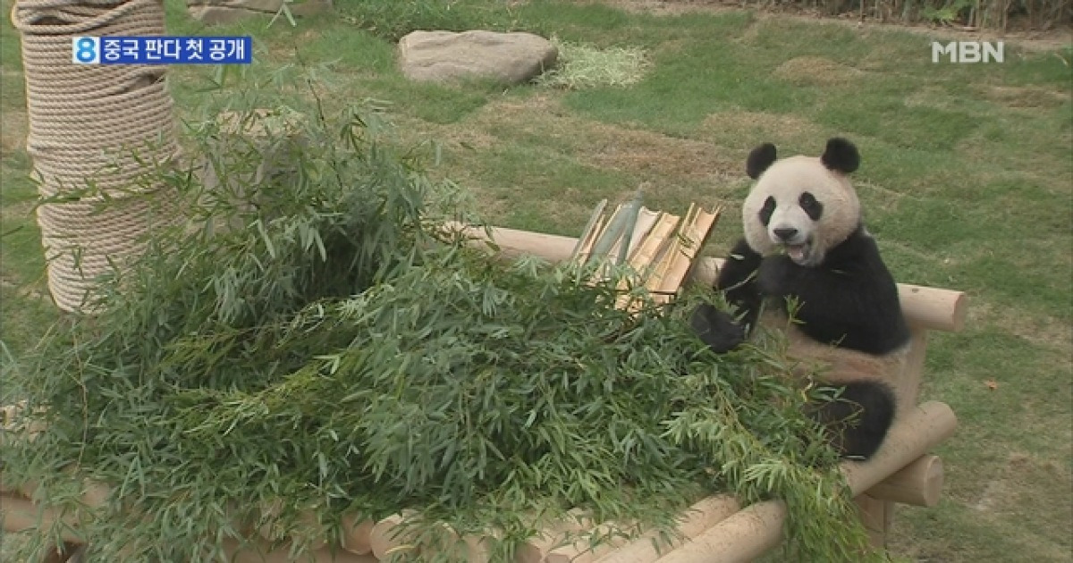 "반갑다 판다야"..중국 판다 일반에 첫 공개