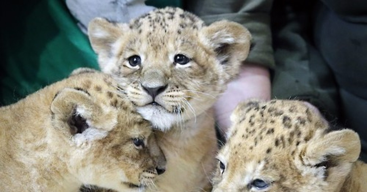 epaselect RUSSIA ANIMALS LION CUBS