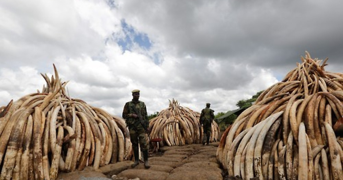 KENYA IVORY BURNING