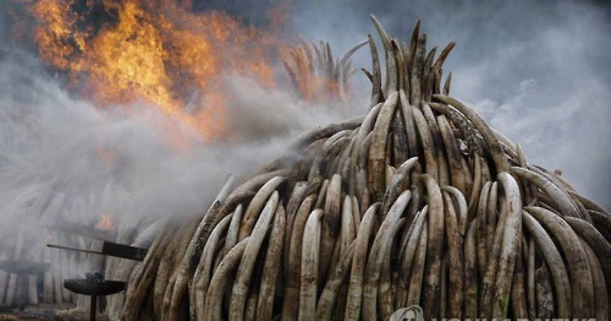 KENYA IVORY BURNING