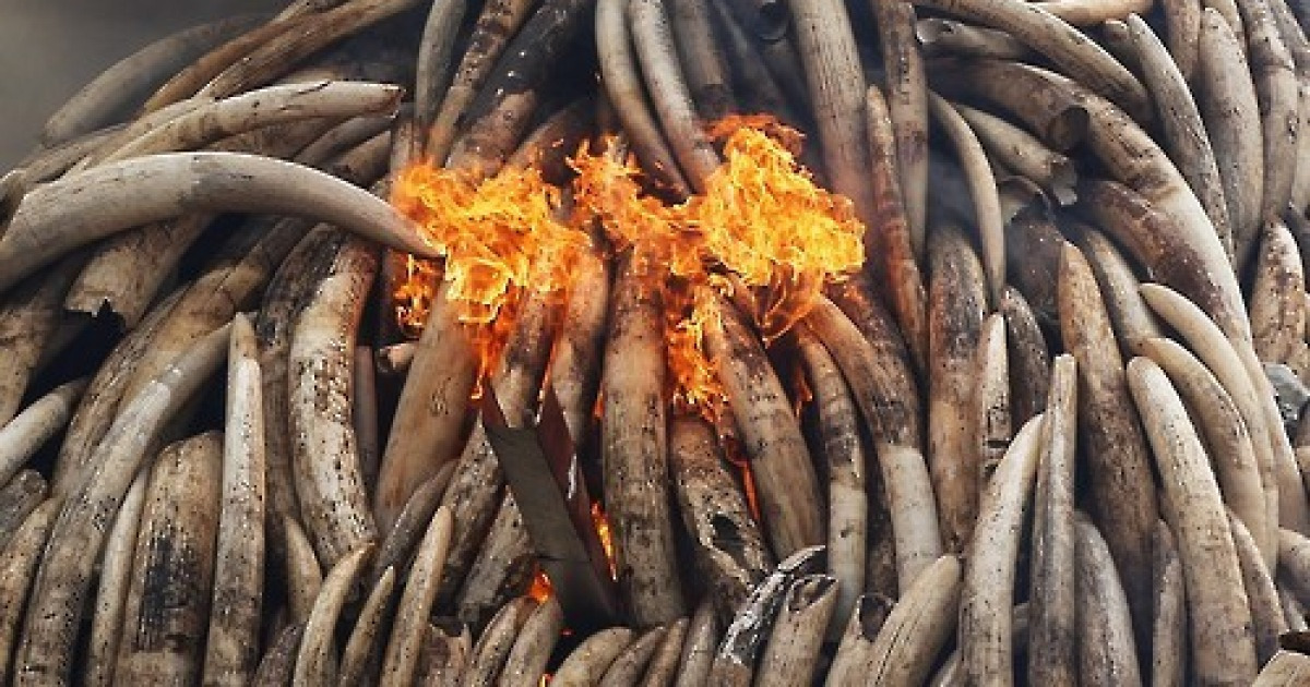 KENYA IVORY BURNING