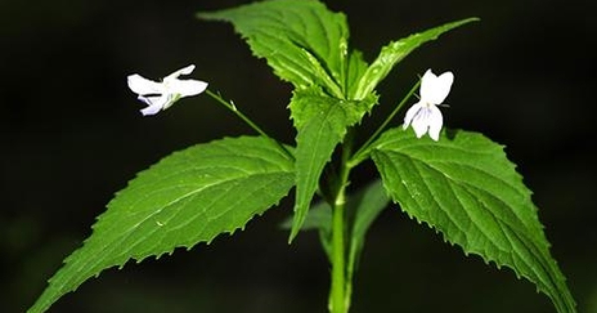 [식물도감] 왕제비꽃