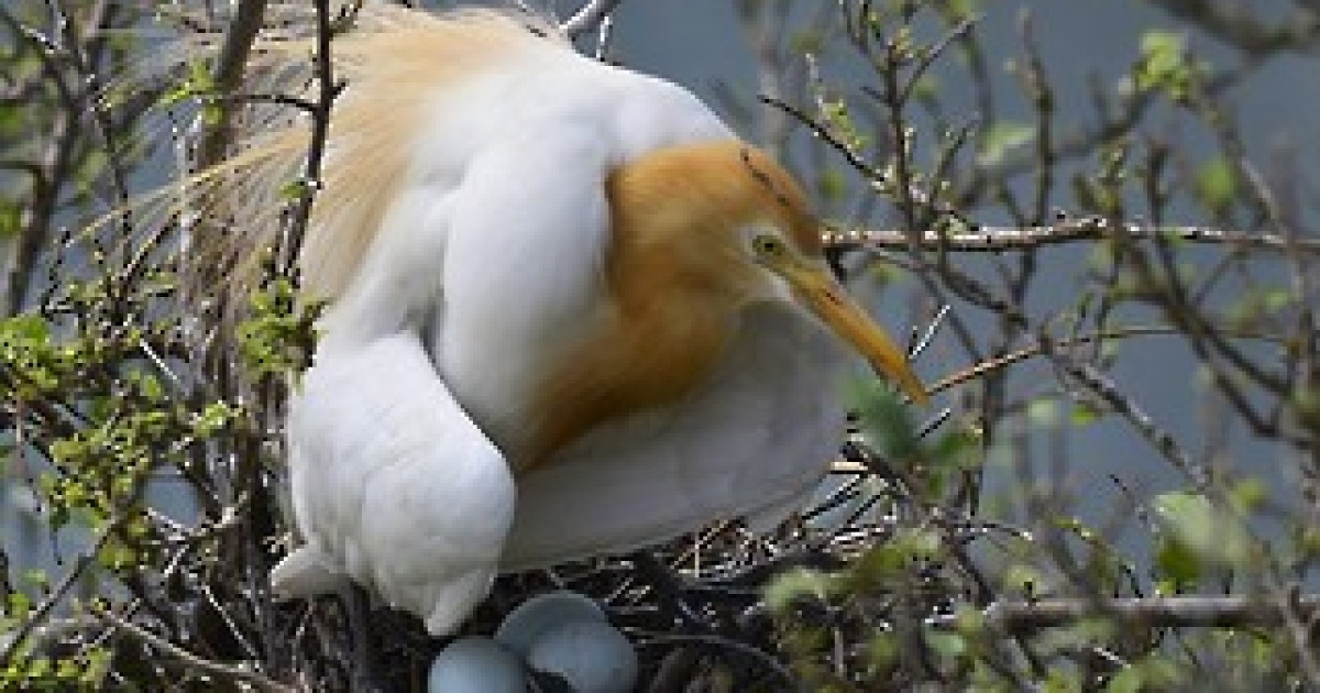 INDIA ANIMALS EGRETS