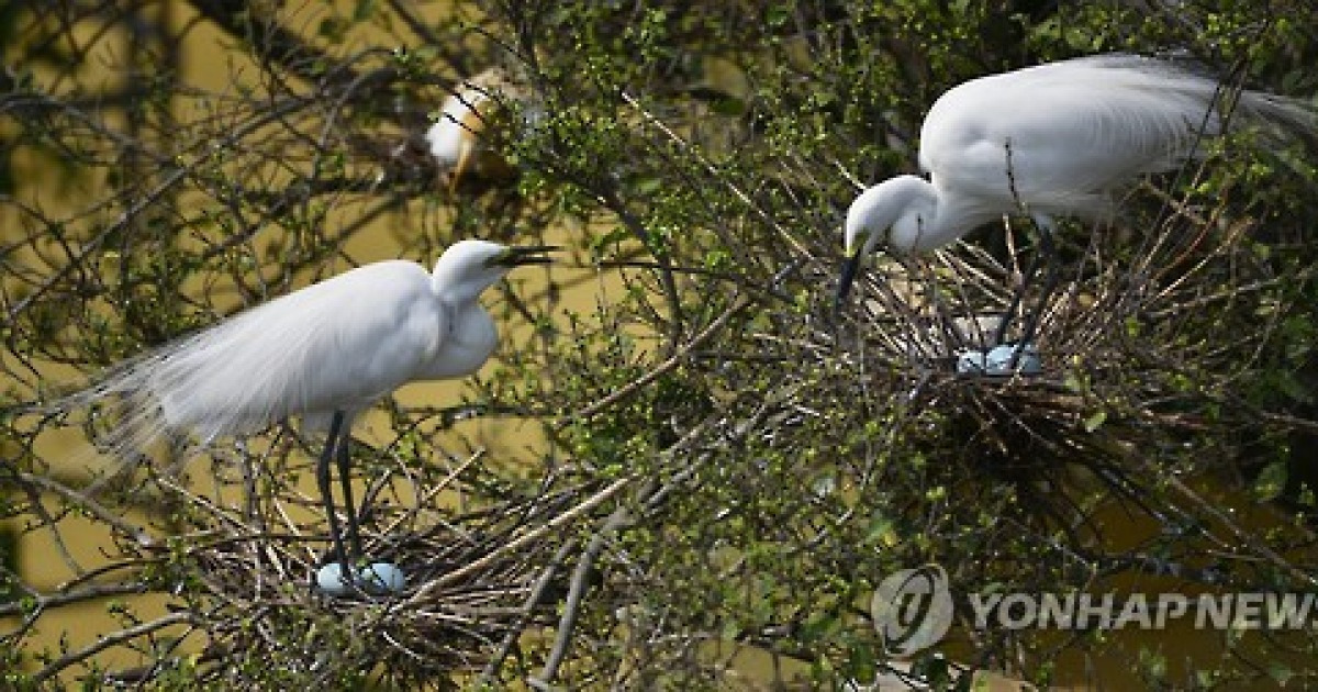 INDIA ANIMALS EGRETS