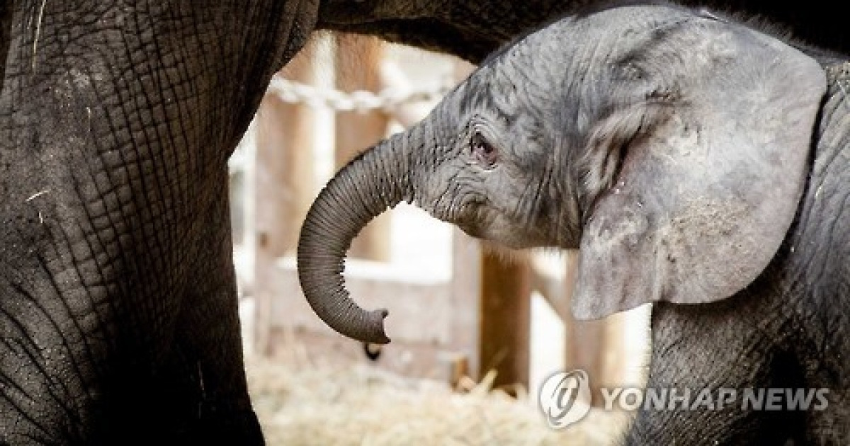 NETHERLANDS ANIMALS ELEPHANT