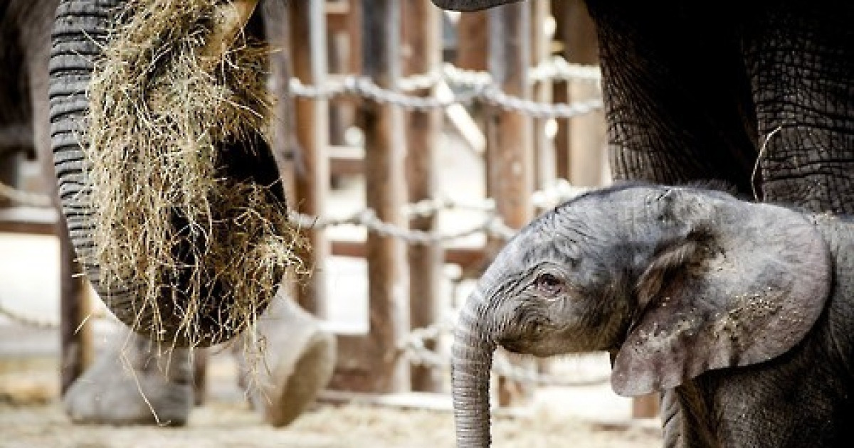 NETHERLANDS ANIMALS ELEPHANT