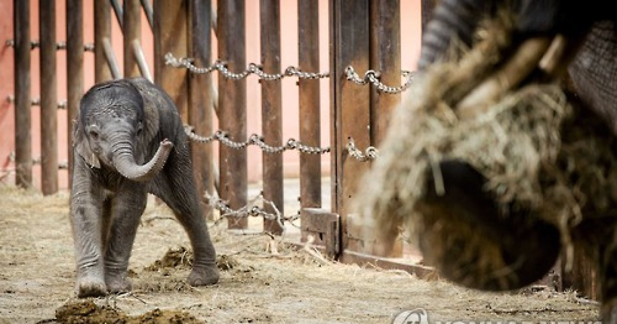 NETHERLANDS ANIMALS ELEPHANT