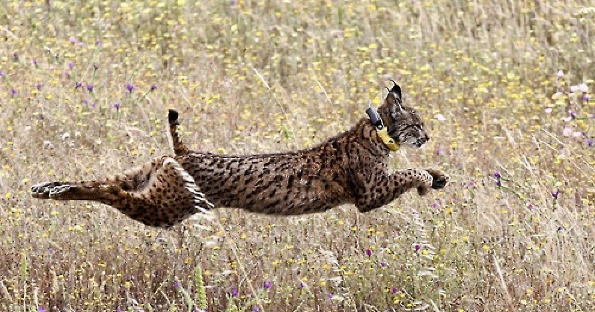 epaselect PORTUGAL ANIMALS IBERIAN LYNX MISTRAL