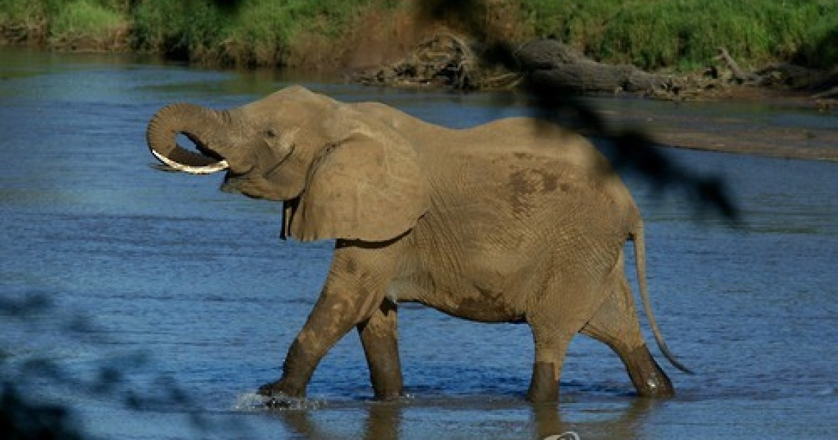 Ivory Sales Ban Federal Rule