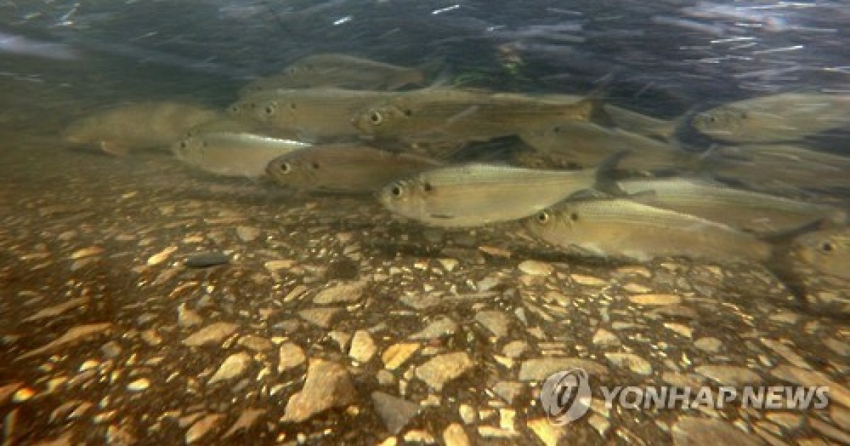 Hudson River-Herring