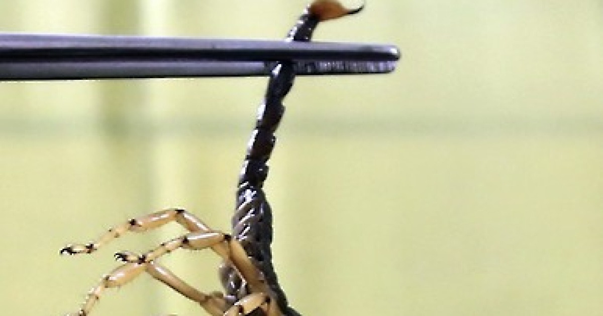 PAKISTAN ANIMALS BLACK SCORPION SEIZED