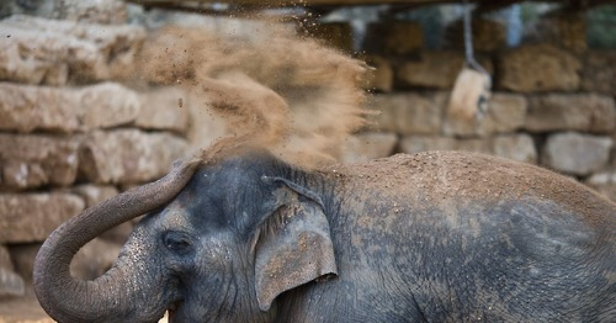 ISRAEL ANIMALS BIBLICAL ZOO