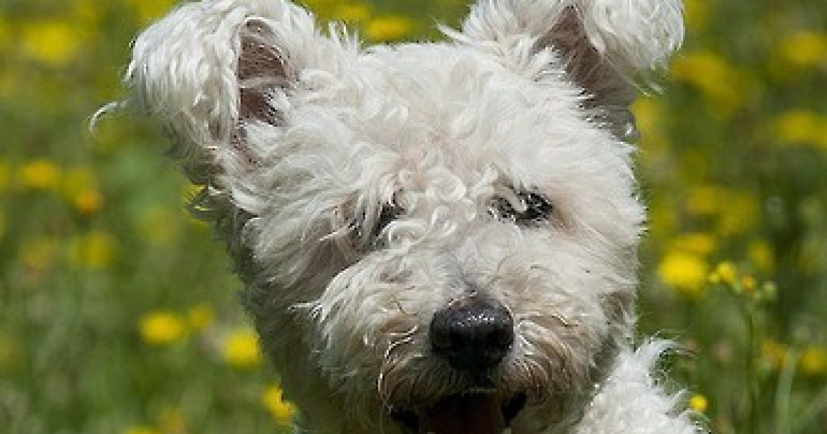 HUNGARY ANIMALS PUMI DOGS