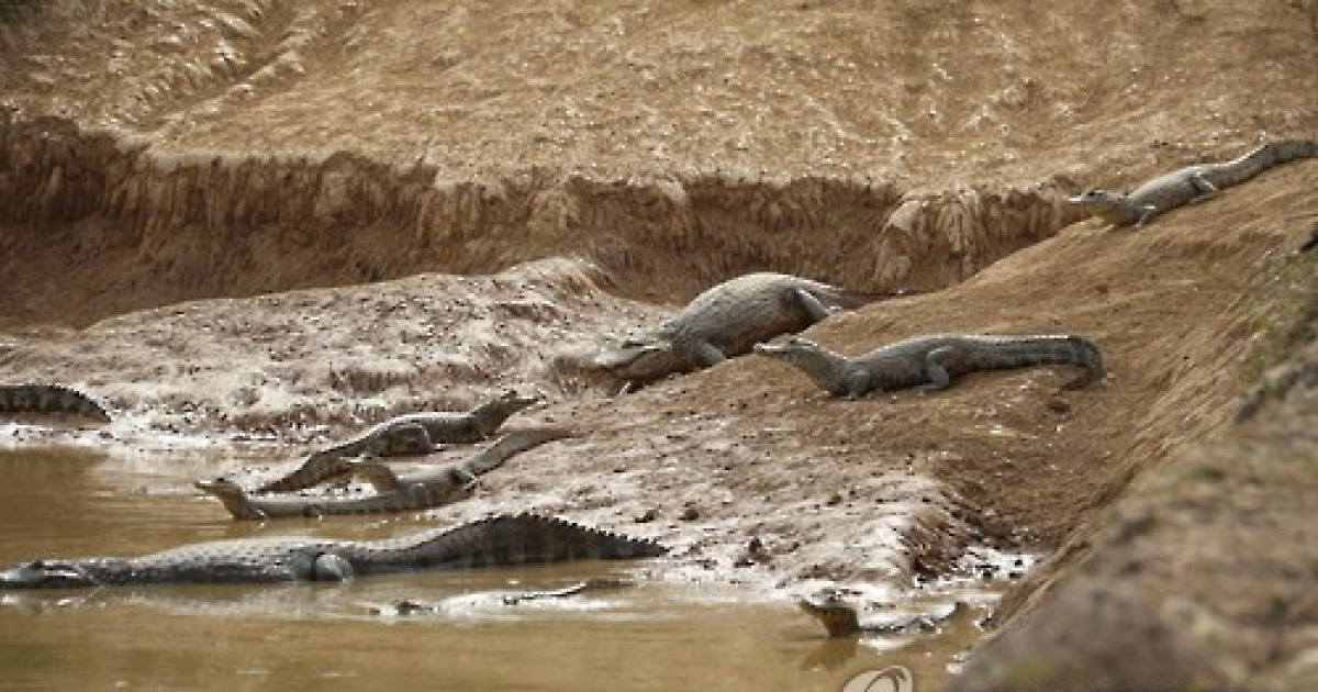 PARAGUAY ENVIRONMENT DROUGHT