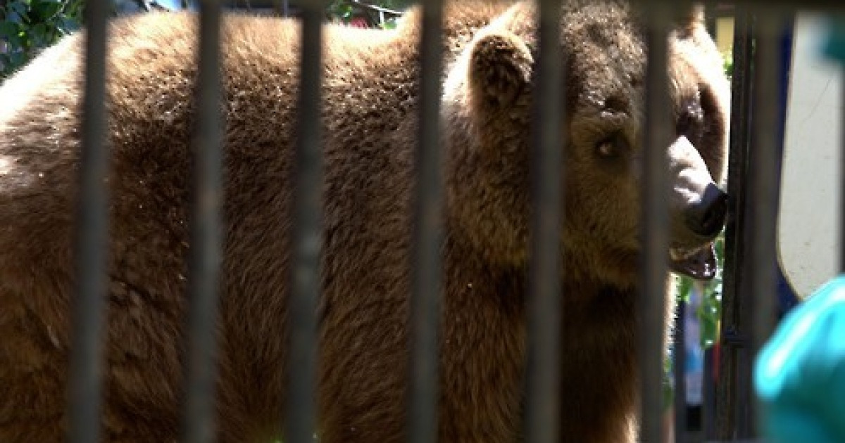 POLAND ANIMALS CIRCUS