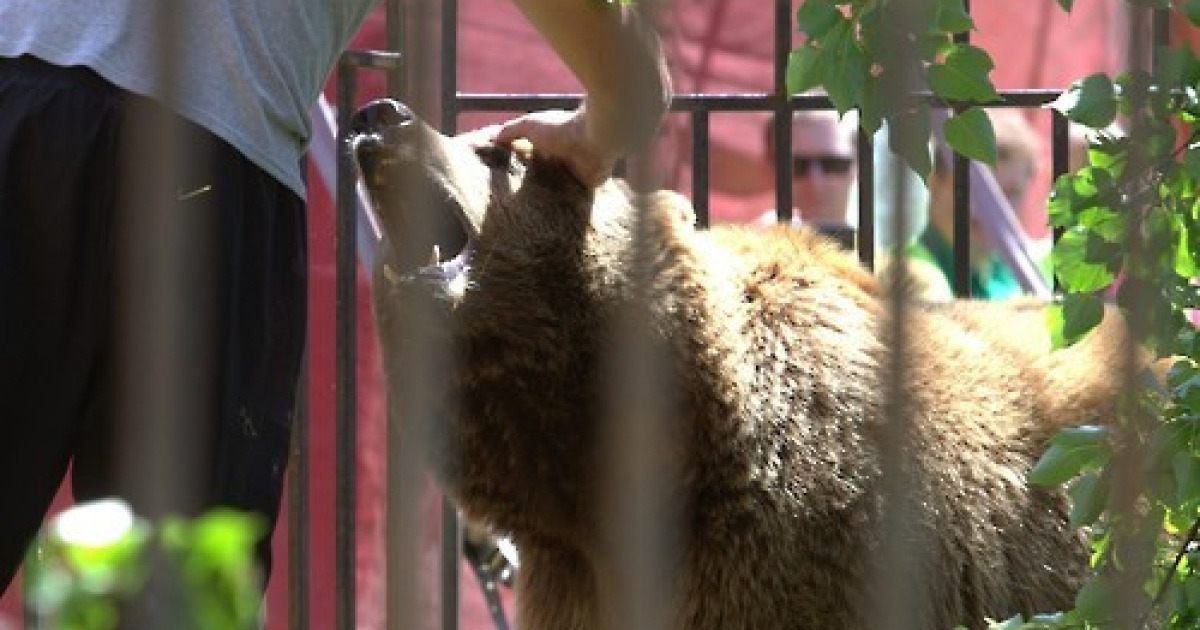 POLAND ANIMALS CIRCUS