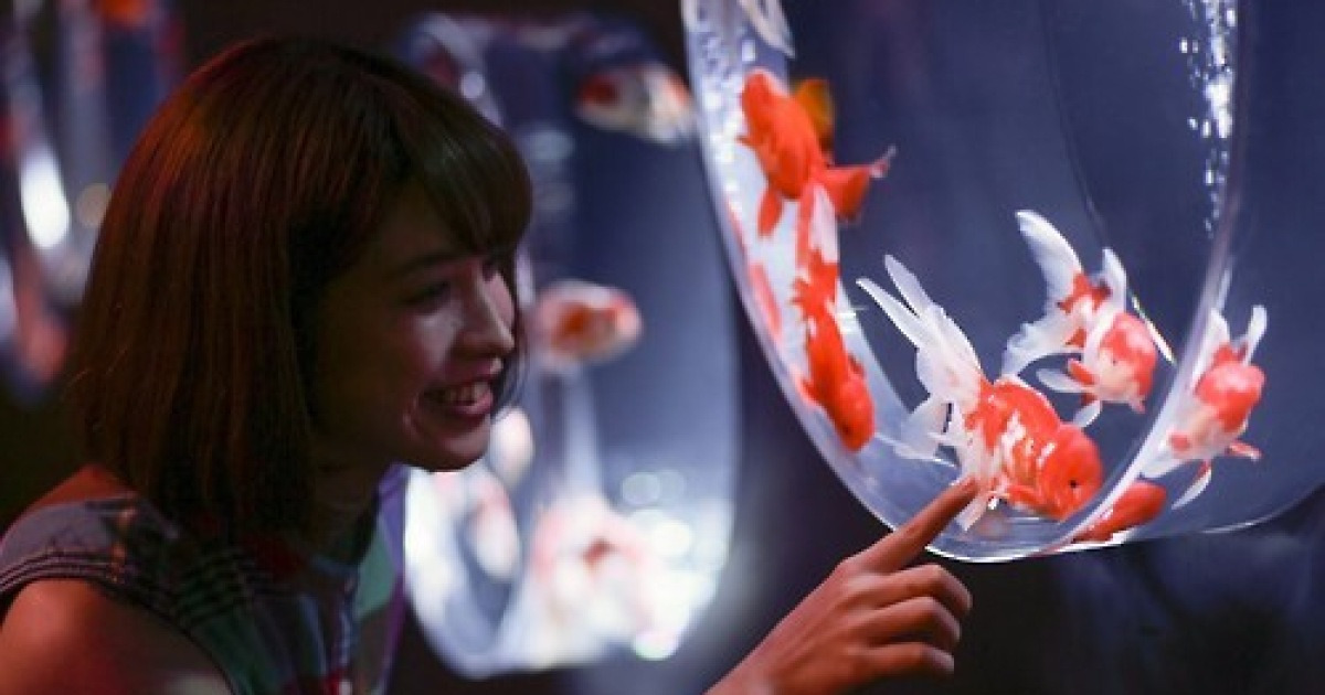 JAPAN ARTS GOLDFISH AQUARIUM