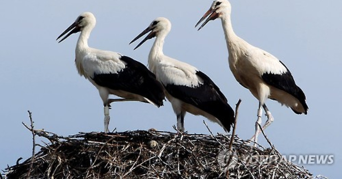 SERBIA ANIMALS WHITE STORK