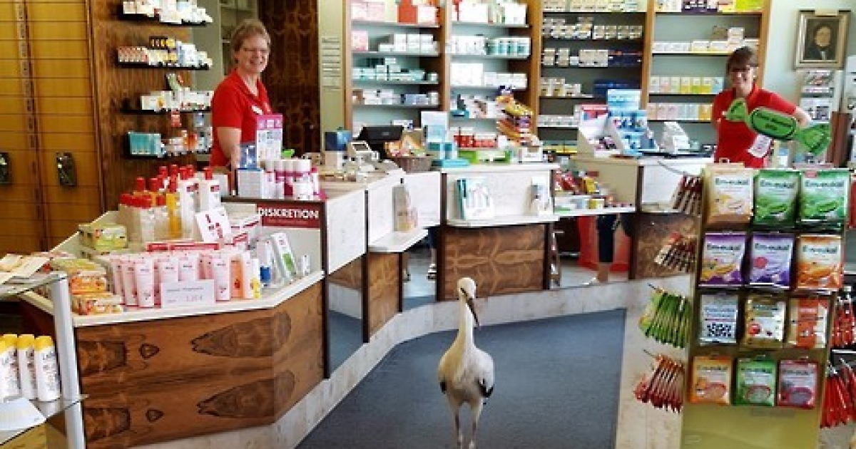 GERMANY CURIOSITIES STORK PHARMACY