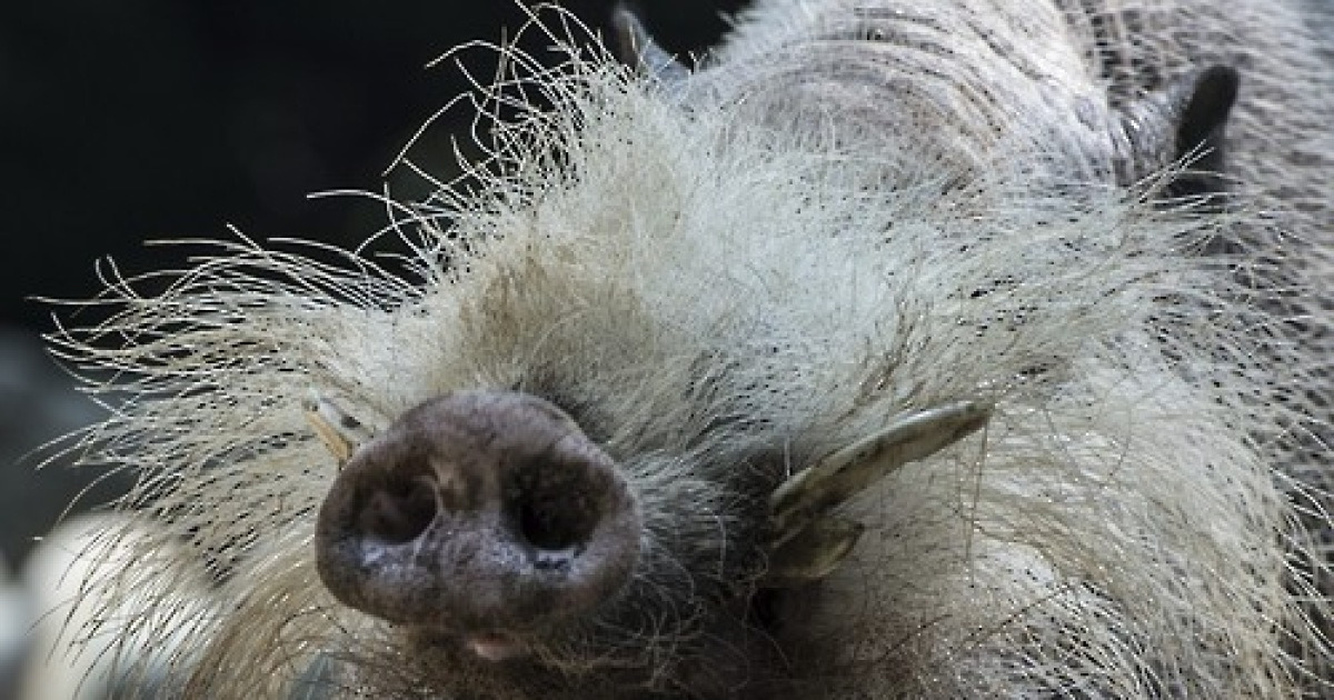 GERMANY ANIMALS BORNEAN BEARDED PIG