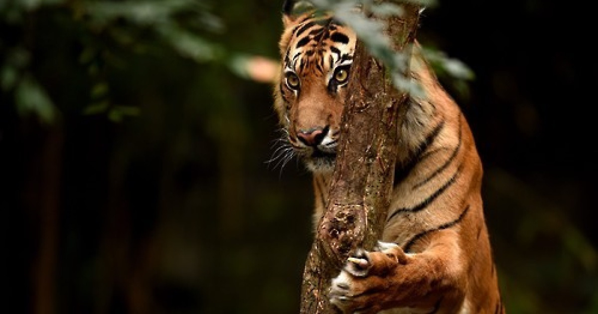 epaselect AUSTRALIA TIGER DAY