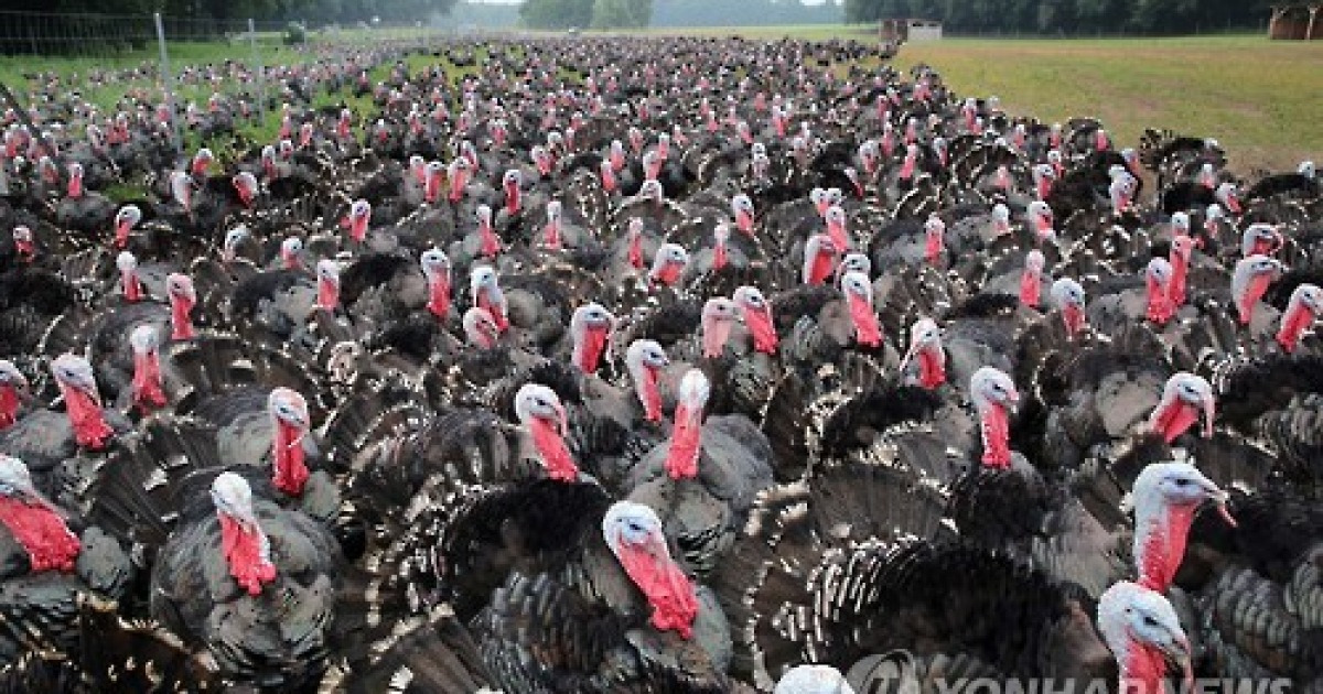 GERMANY KELLY TURKEY COMPANY INFORMATION