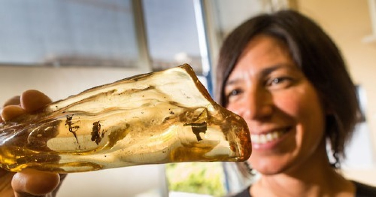 GERMANY RESEARCH AMBER