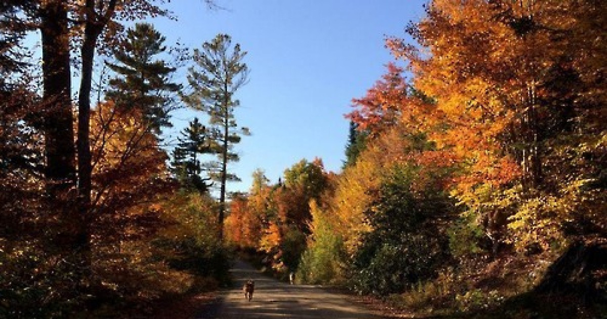 Travel Trip Fall Foliage Guide