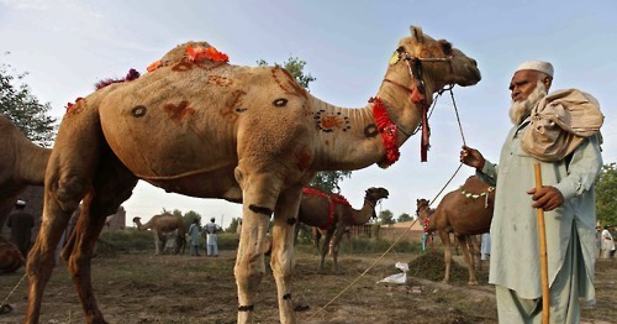 PAKISTAN EID AL ADHA ISLAM BELIEF