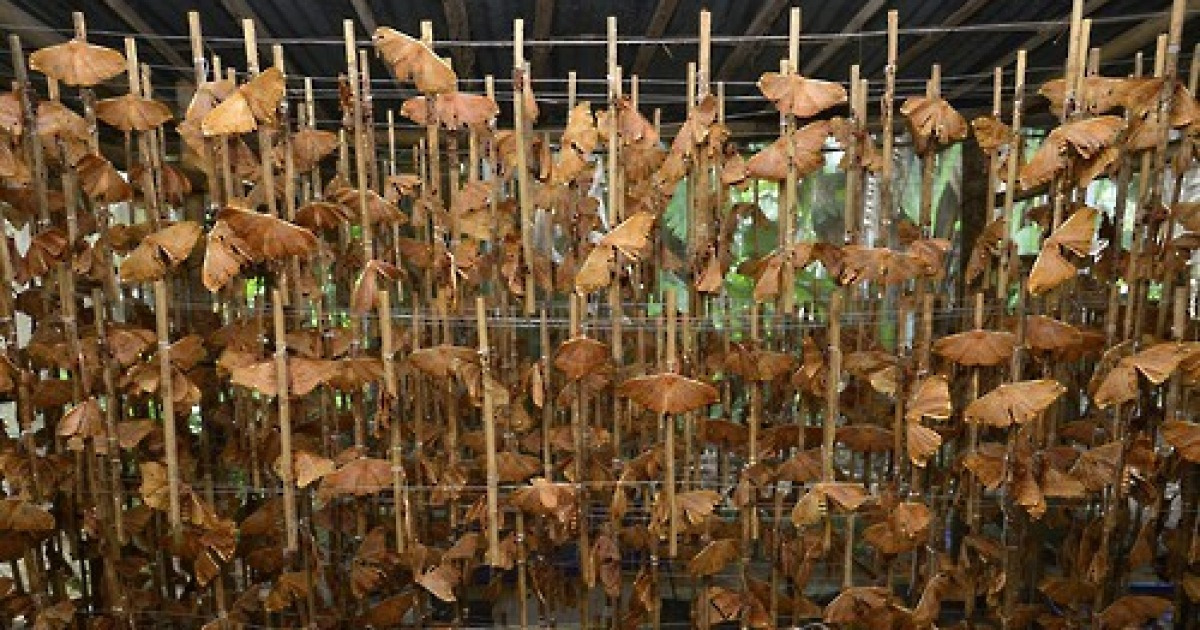 INDIA SILK FARMING